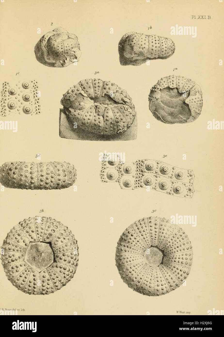 Study of echinoderm morphology hi-res stock photography and images - Alamy