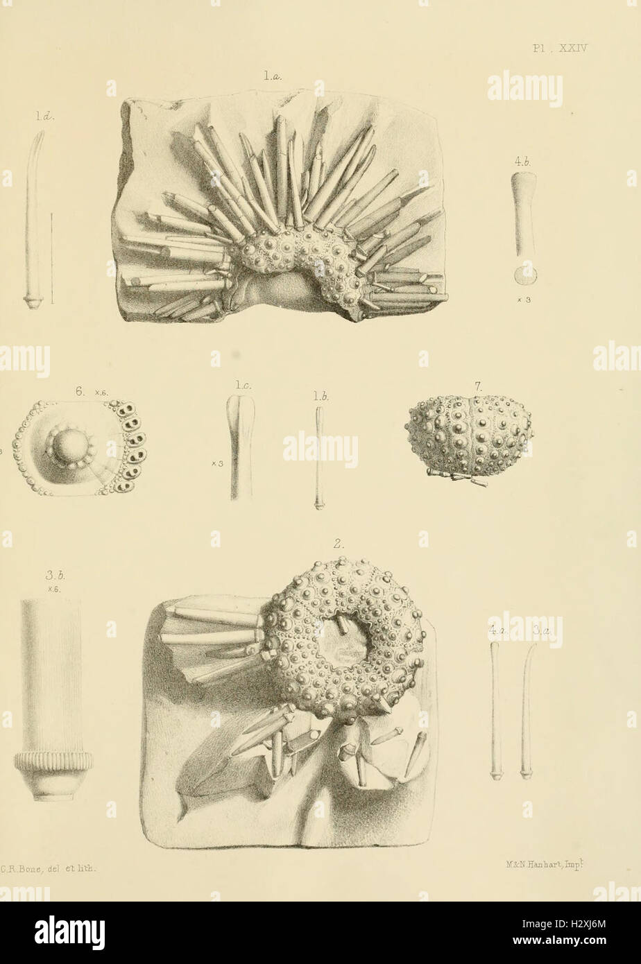 This monograph examines fossilized echinoderms from the Cretaceous ...