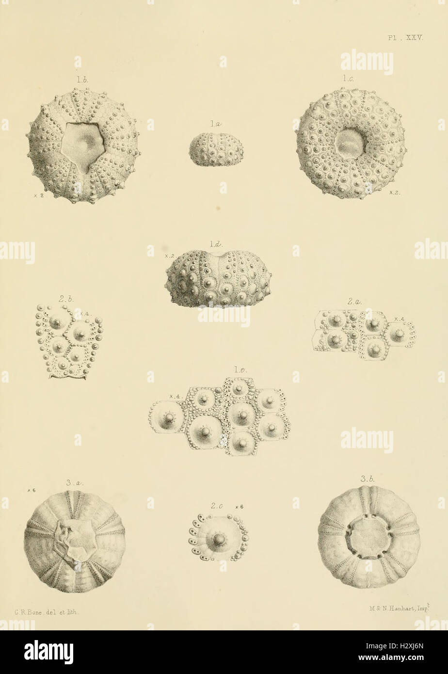 This monograph focuses on the study of fossilized echinoderms from the ...
