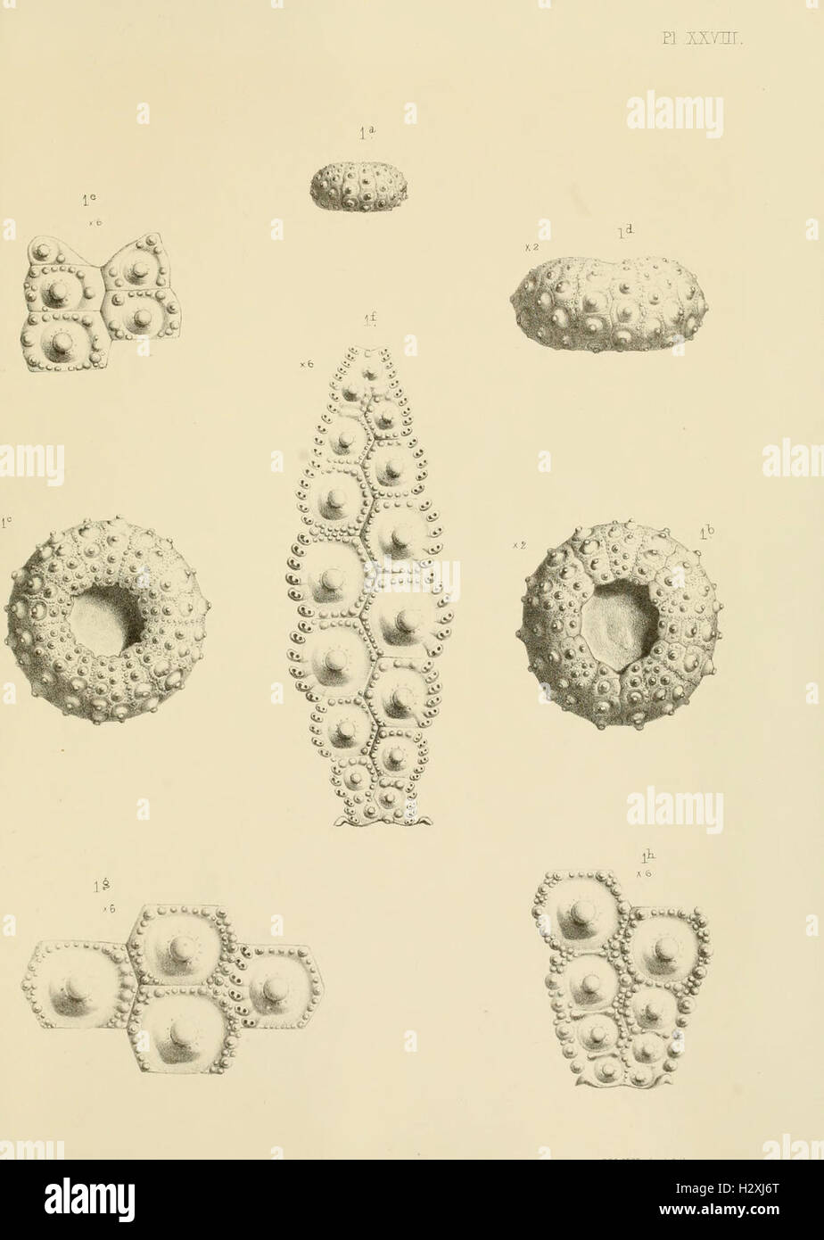 This monograph focuses on the study of fossil echinoderms from the ...