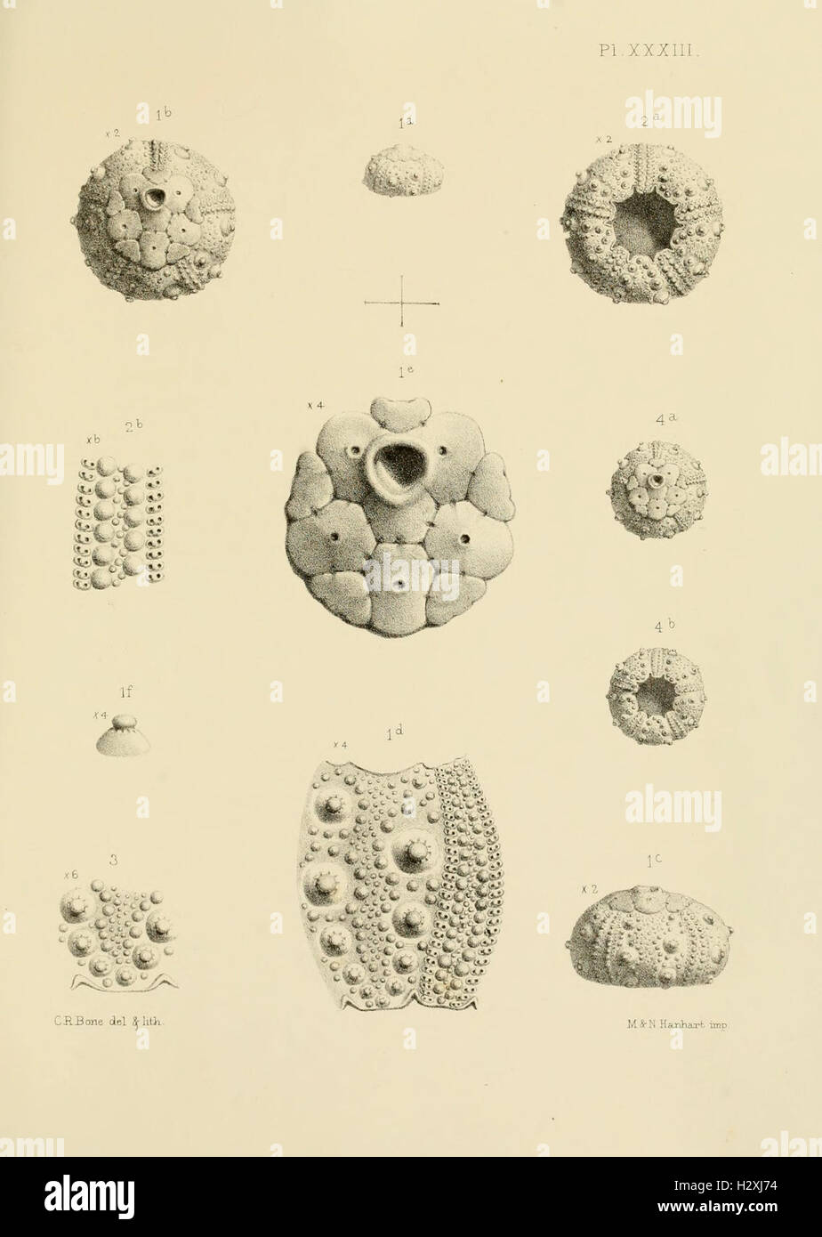 This monograph offers an in-depth study of the British fossil ...