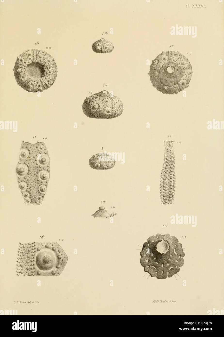 A monograph detailing the fossil echinoderms from the Cretaceous period ...