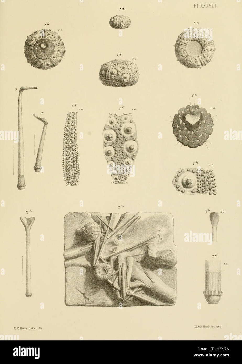 A comprehensive study of British fossil echinoderms found in cretaceous ...