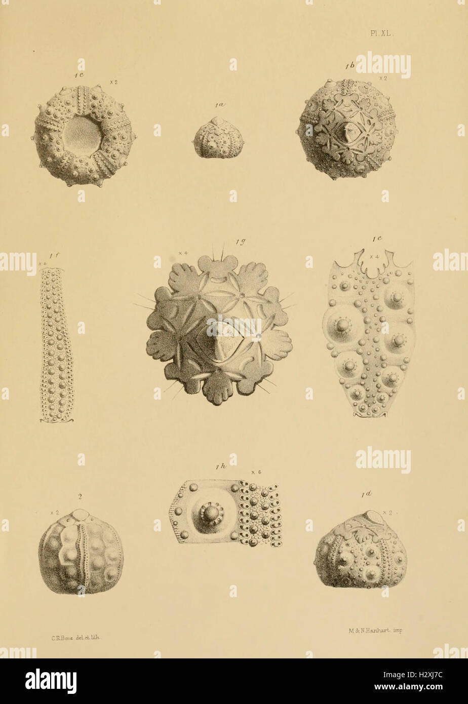 This monograph provides a detailed study of British fossil echinoderms ...