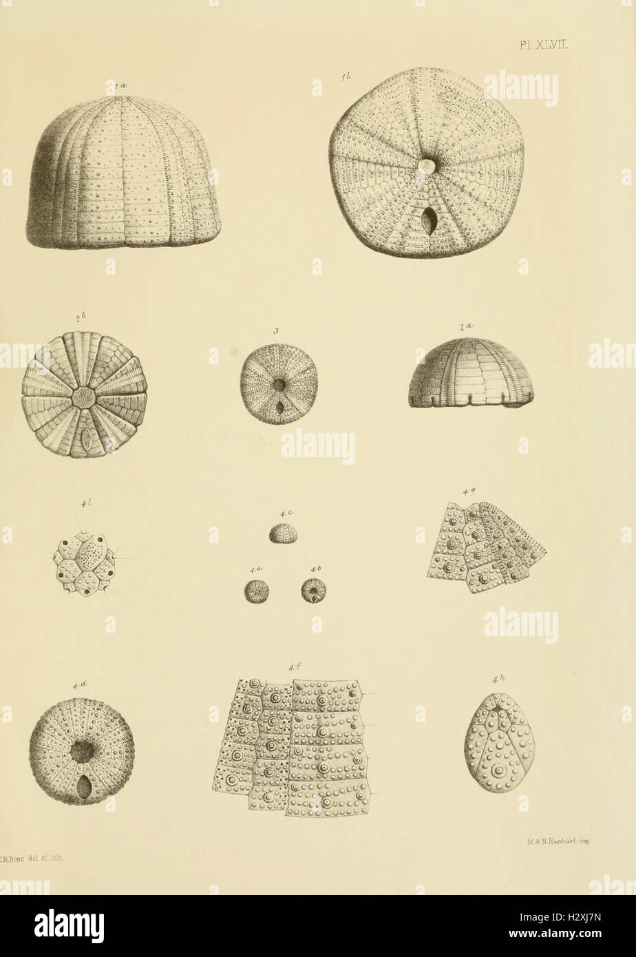 This monograph offers an in-depth study of British fossil echinoderms ...