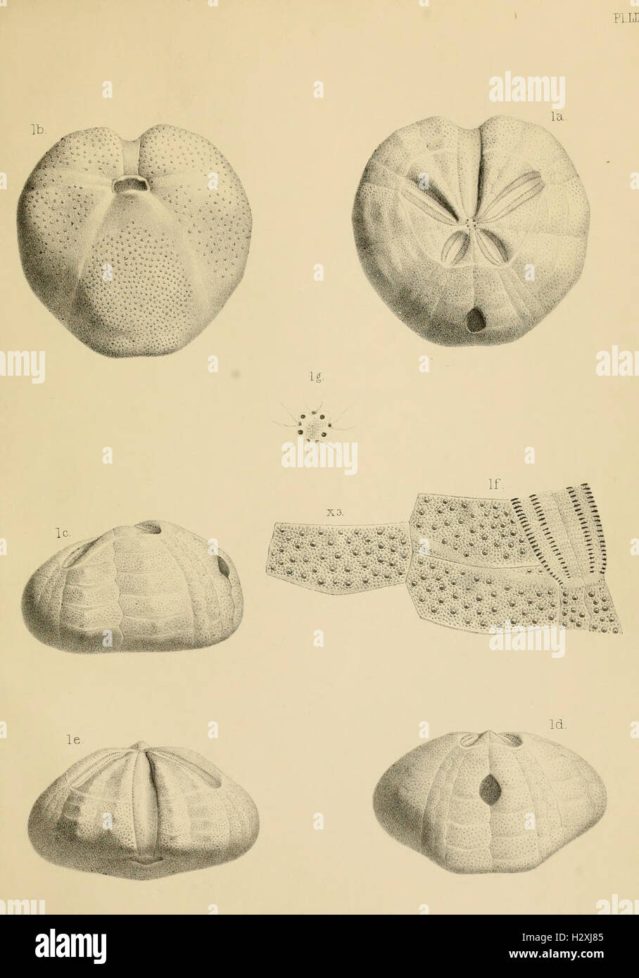 A detailed study of British fossil echinoderms found in Cretaceous rock ...