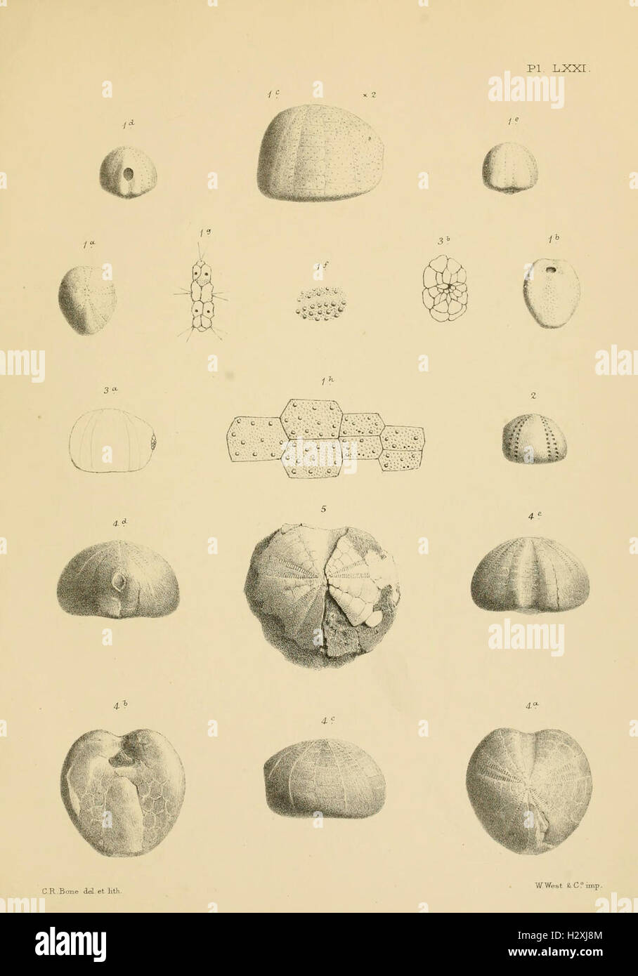 This monograph explores the fossilized echinoderms found in British ...