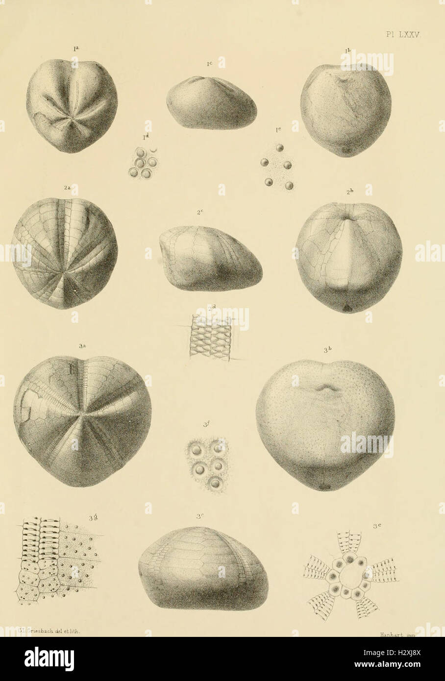 This monograph provides a detailed study of British fossil echinoderms ...