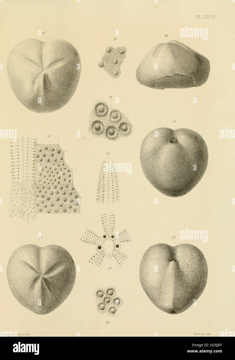 The monograph on British fossil Echinodermata focuses on the study of ...