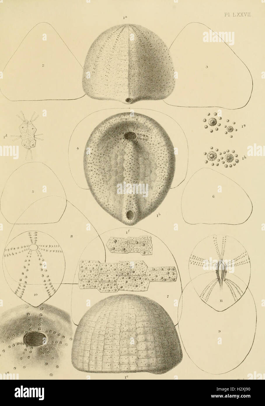 Geology fossils echinoderm rock hi-res stock photography and images - Alamy