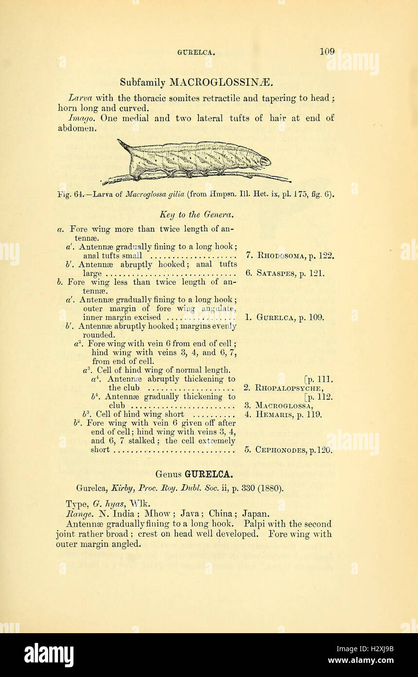 This page covers various moth species, focusing on their morphology ...