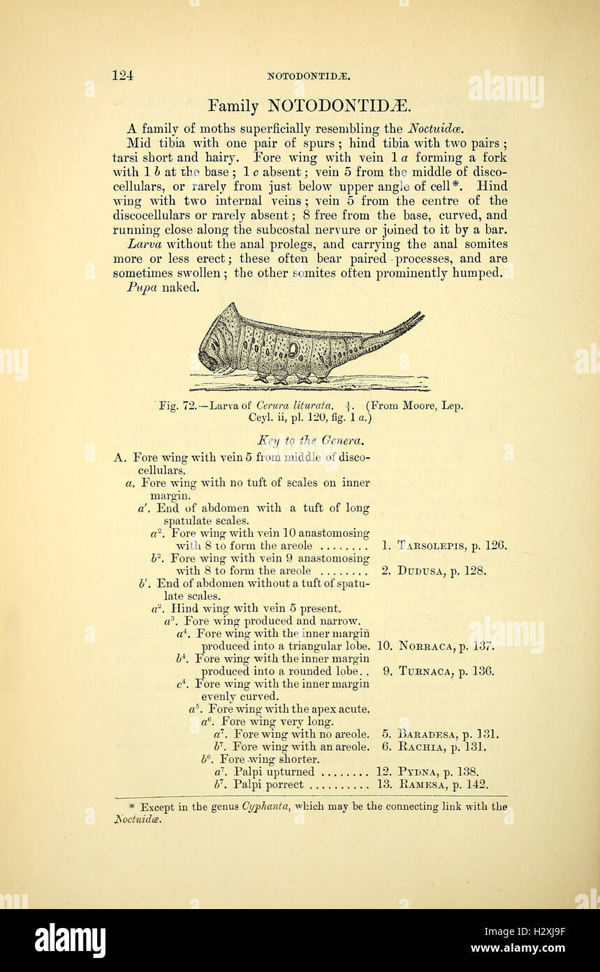 A detailed study of moth species, highlighting their physical ...