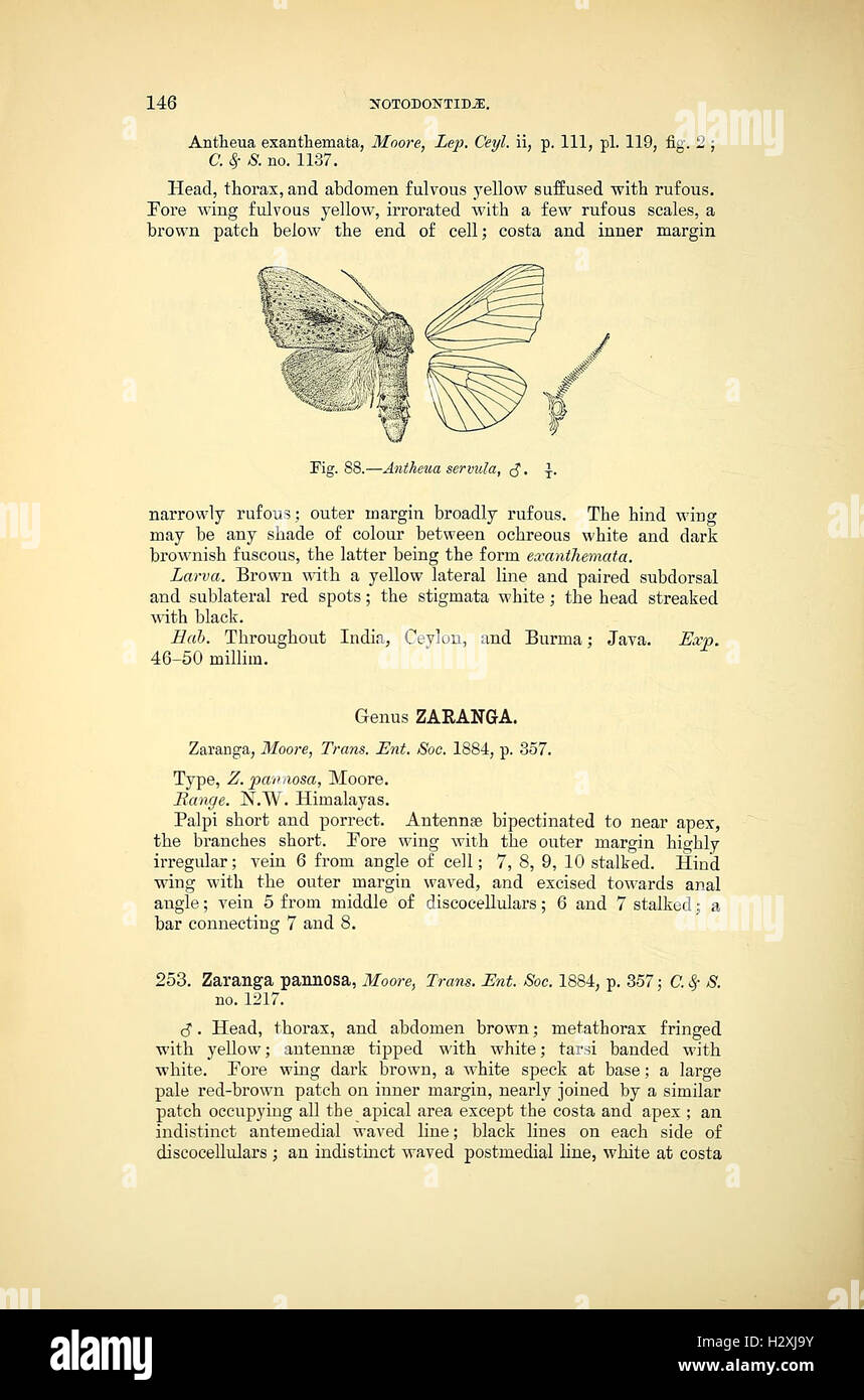 A detailed exploration of moth species, covering their identification ...