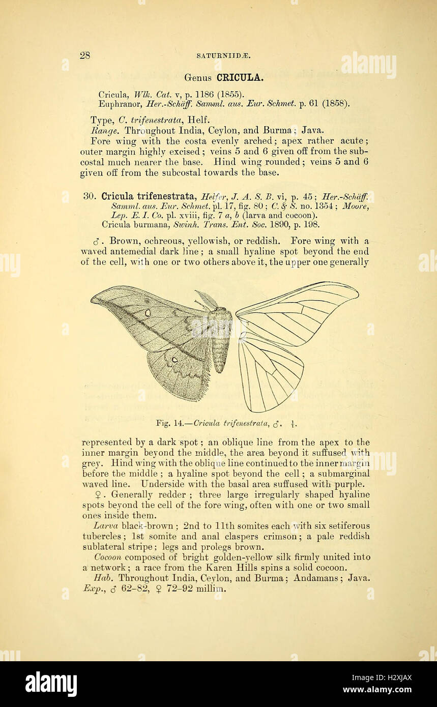 This work provides a detailed study of various moth species, including ...