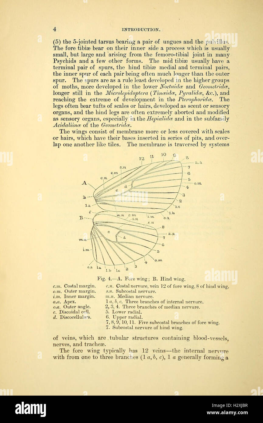 An exploration of moth species, focusing on their physical ...