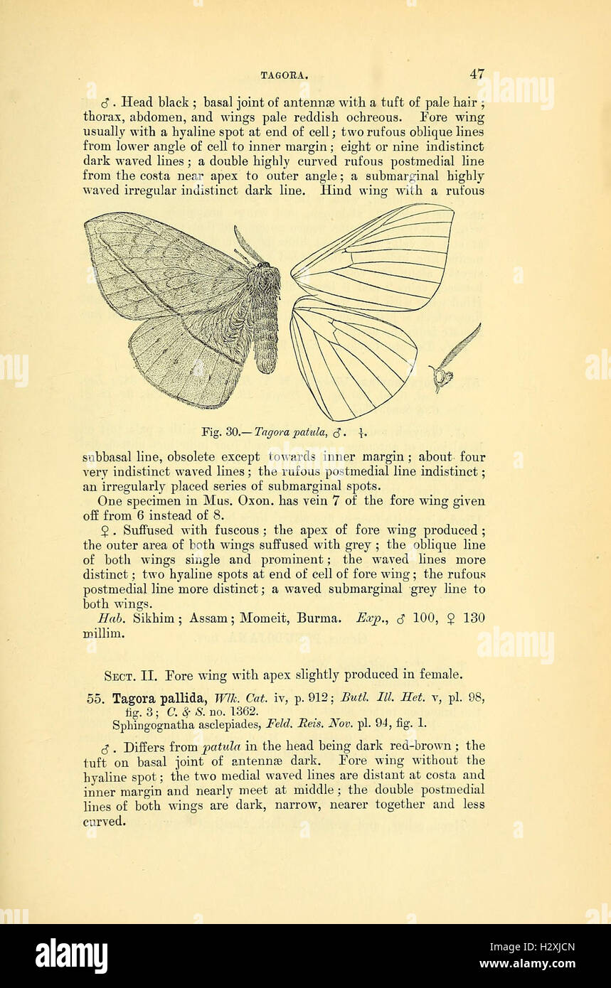 This work provides a detailed description of moth species, including ...