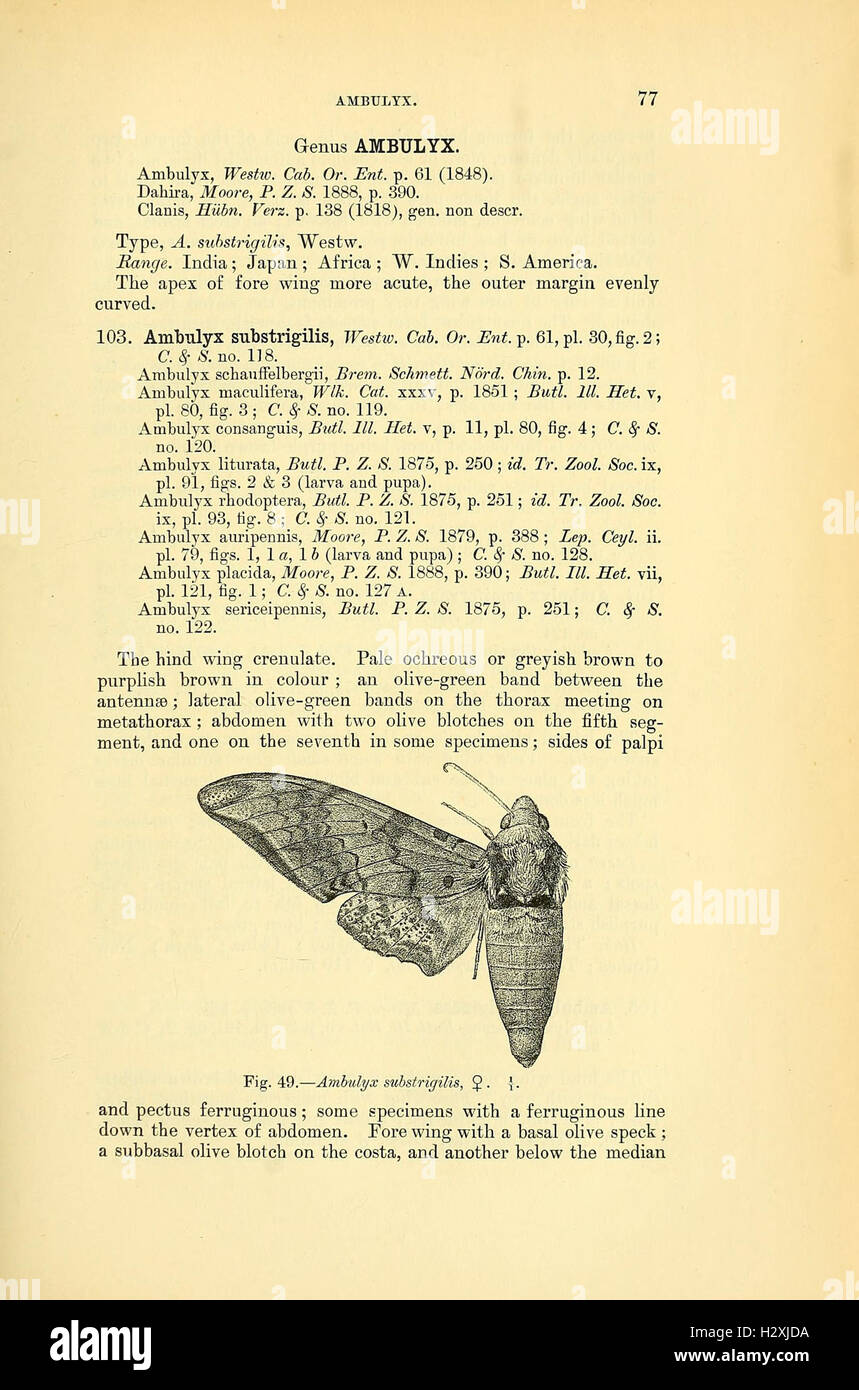 A detailed study of various moth species, focusing on their ...