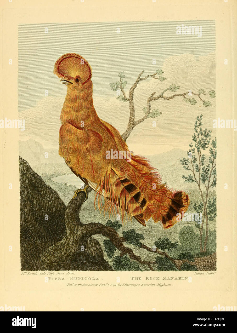 Musei Leveriani explicatio, anglica et latina BHL295 Stock Photo - Alamy