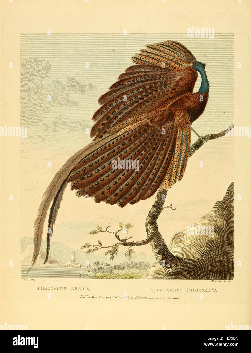 An explanation of the Leverian Museum's collection, in both English and ...