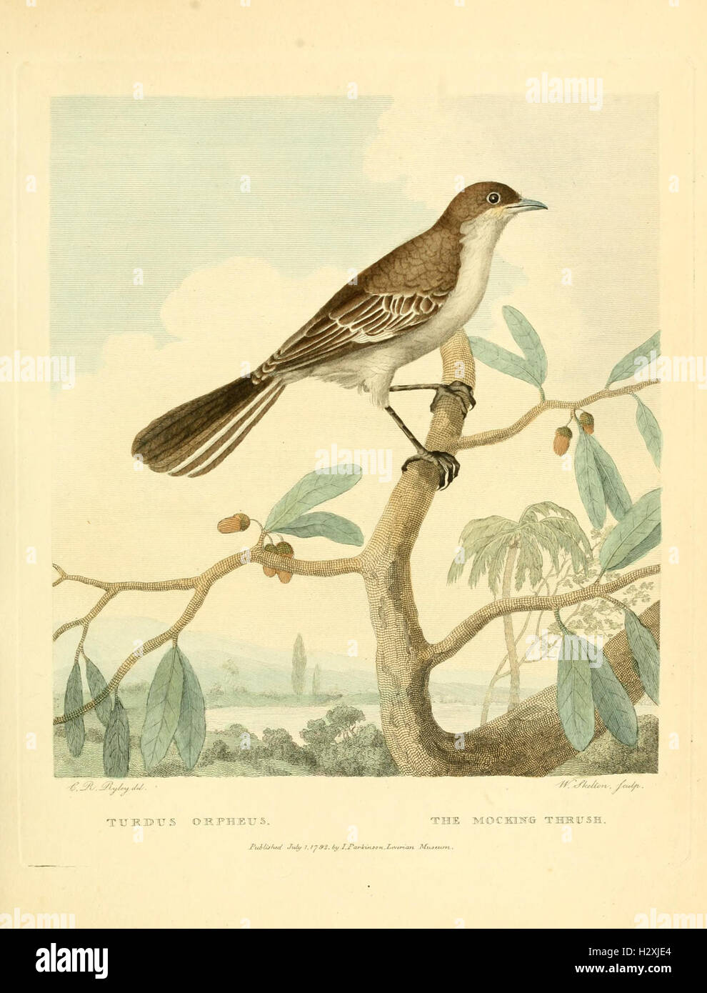 'Musei Leveriani Explicatio' is a detailed explanation of the Leverian ...