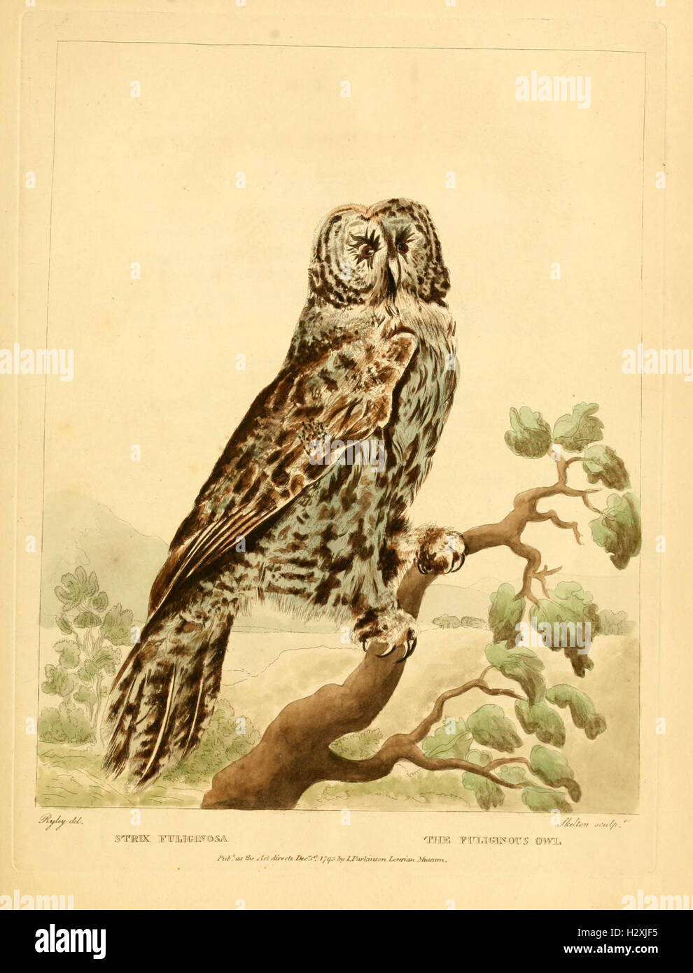 'Musei Leveriani Explicatio' is a catalog in English and Latin ...