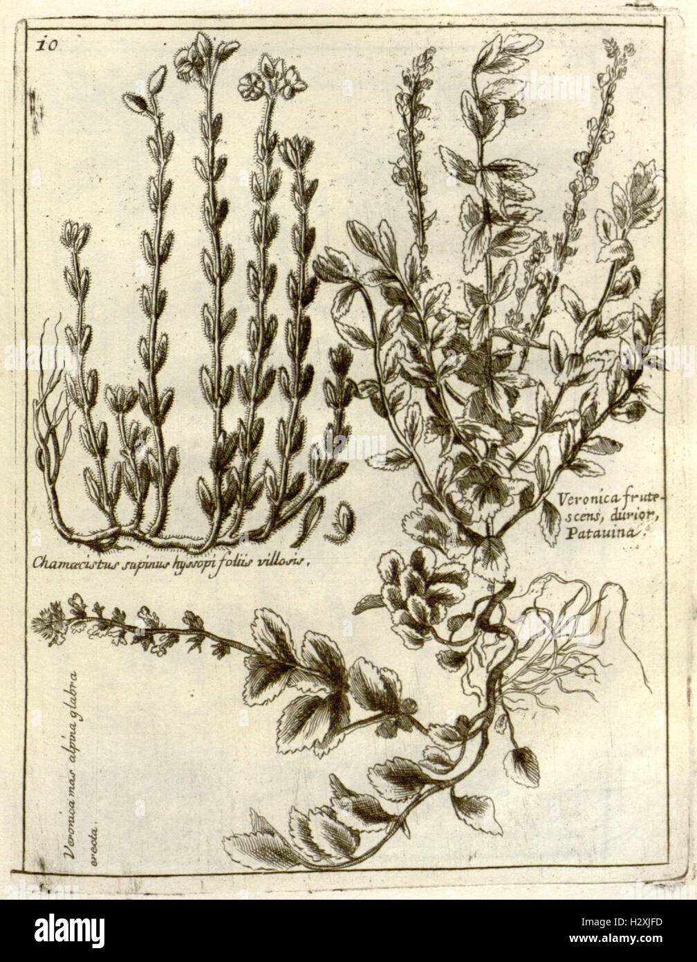 A detailed illustration from a collection of rare plants found in ...