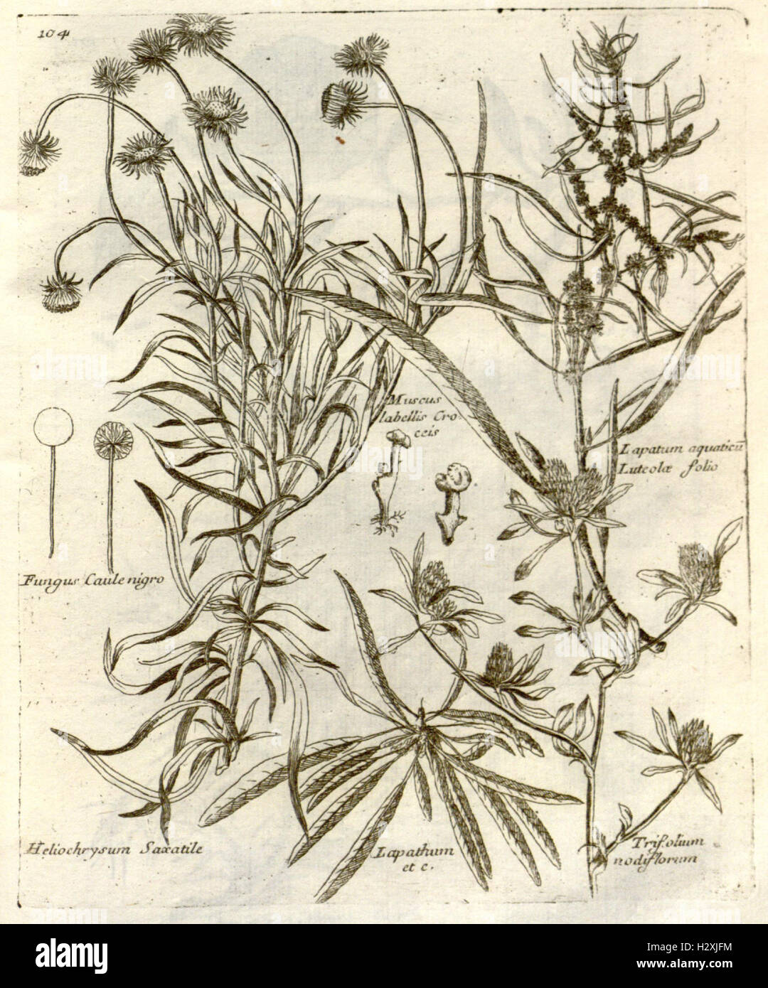 A botanical catalog documenting rare plant species from various regions ...
