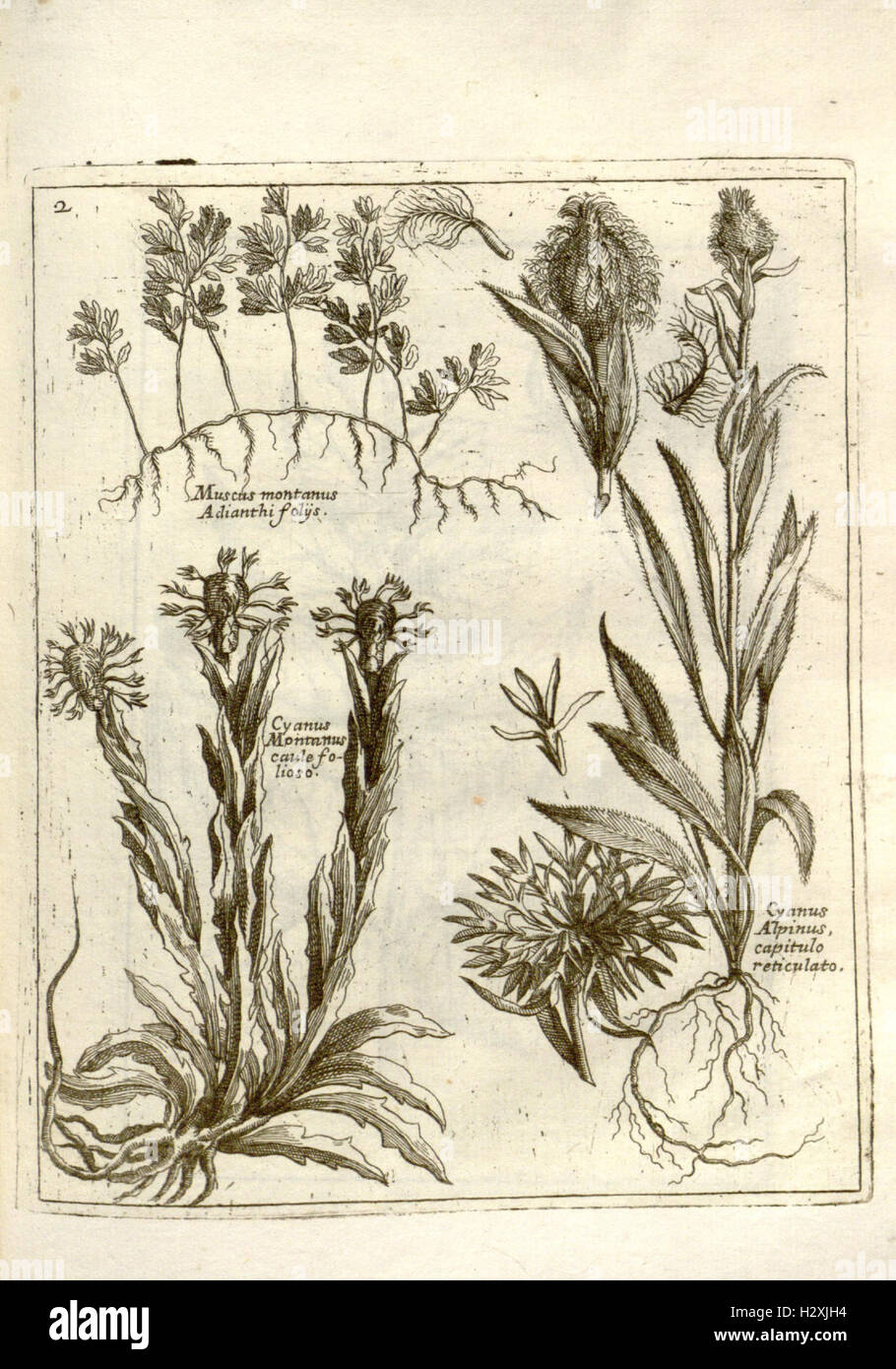 An illustration from a botanical work depicting rare plant species from ...