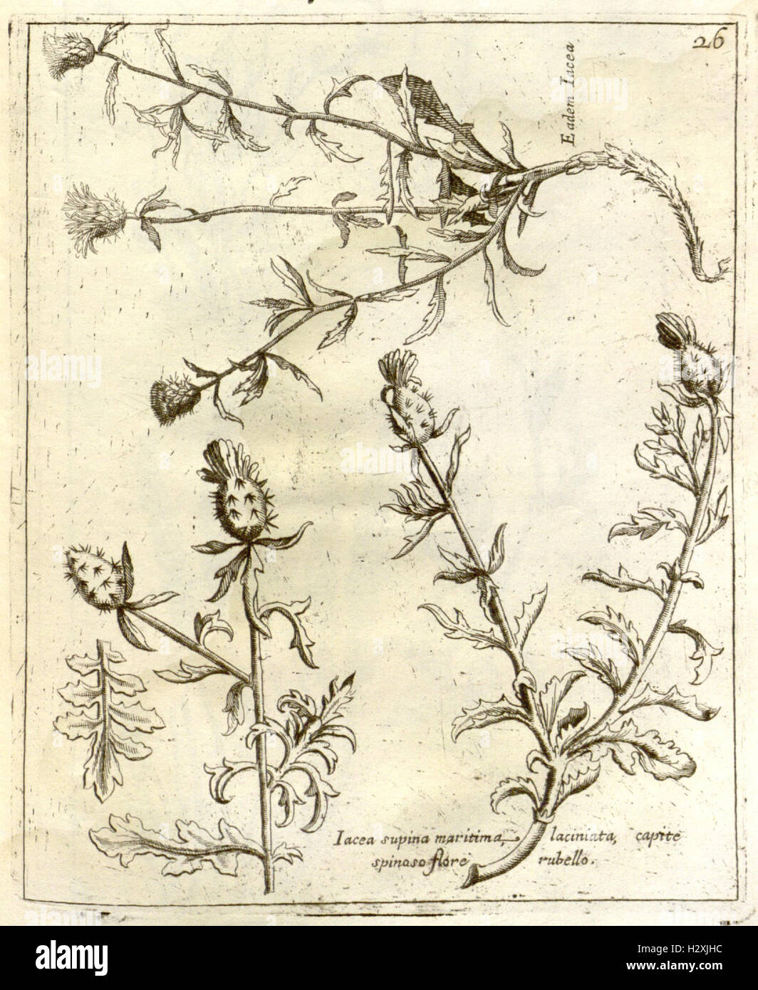 A botanical museum showcasing rare plants from Sicily, Malta, Corsica ...