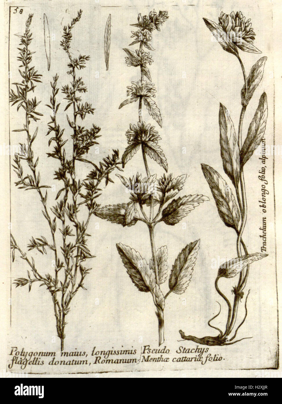 This collection showcases rare plant species from various regions ...