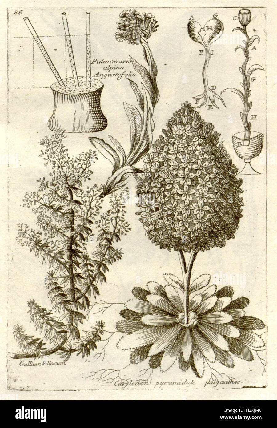 An atlas documenting rare plant species from Sicily, Malta, Corsica ...