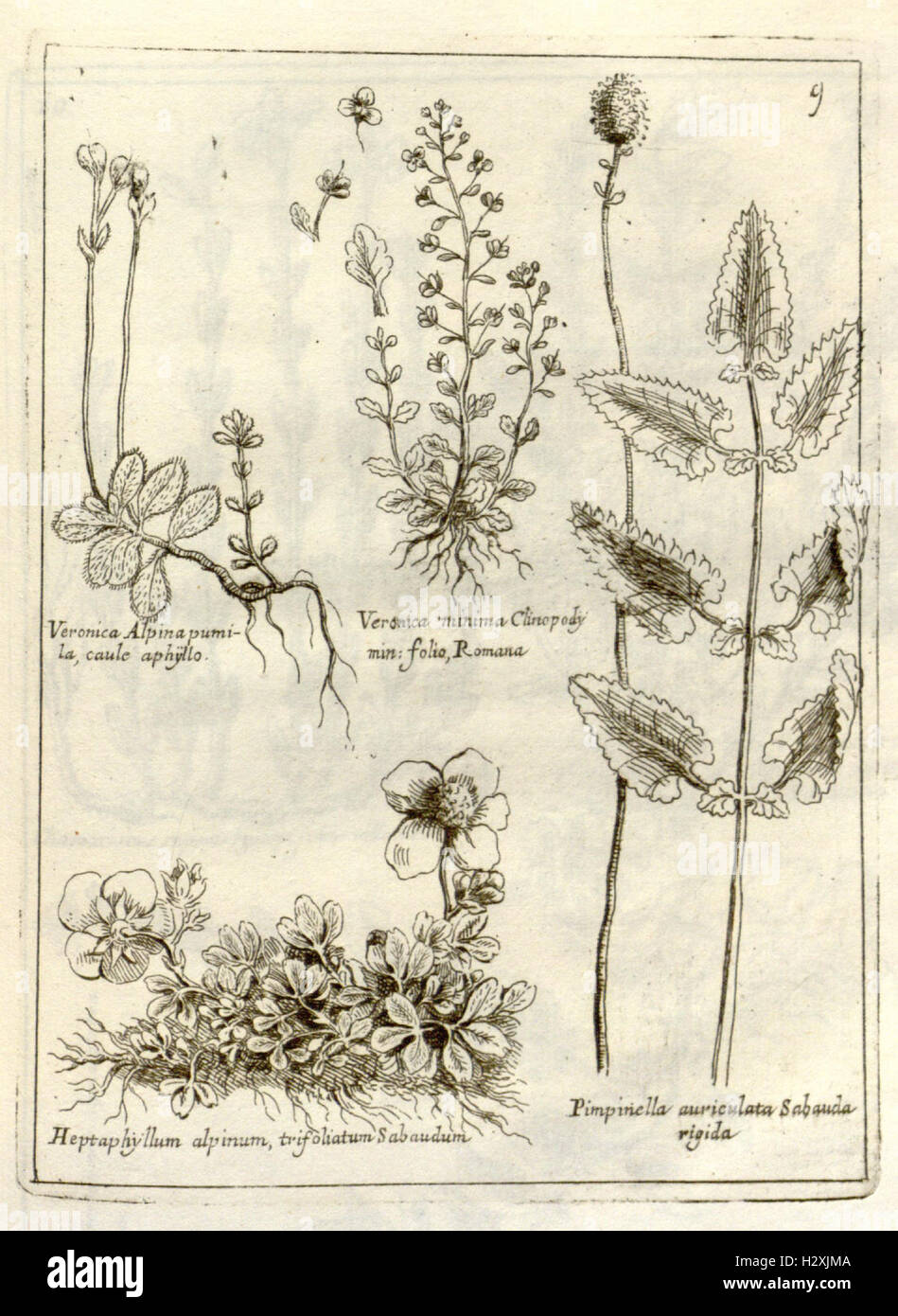 This Italian text showcases rare plant species from Sicily, Malta ...