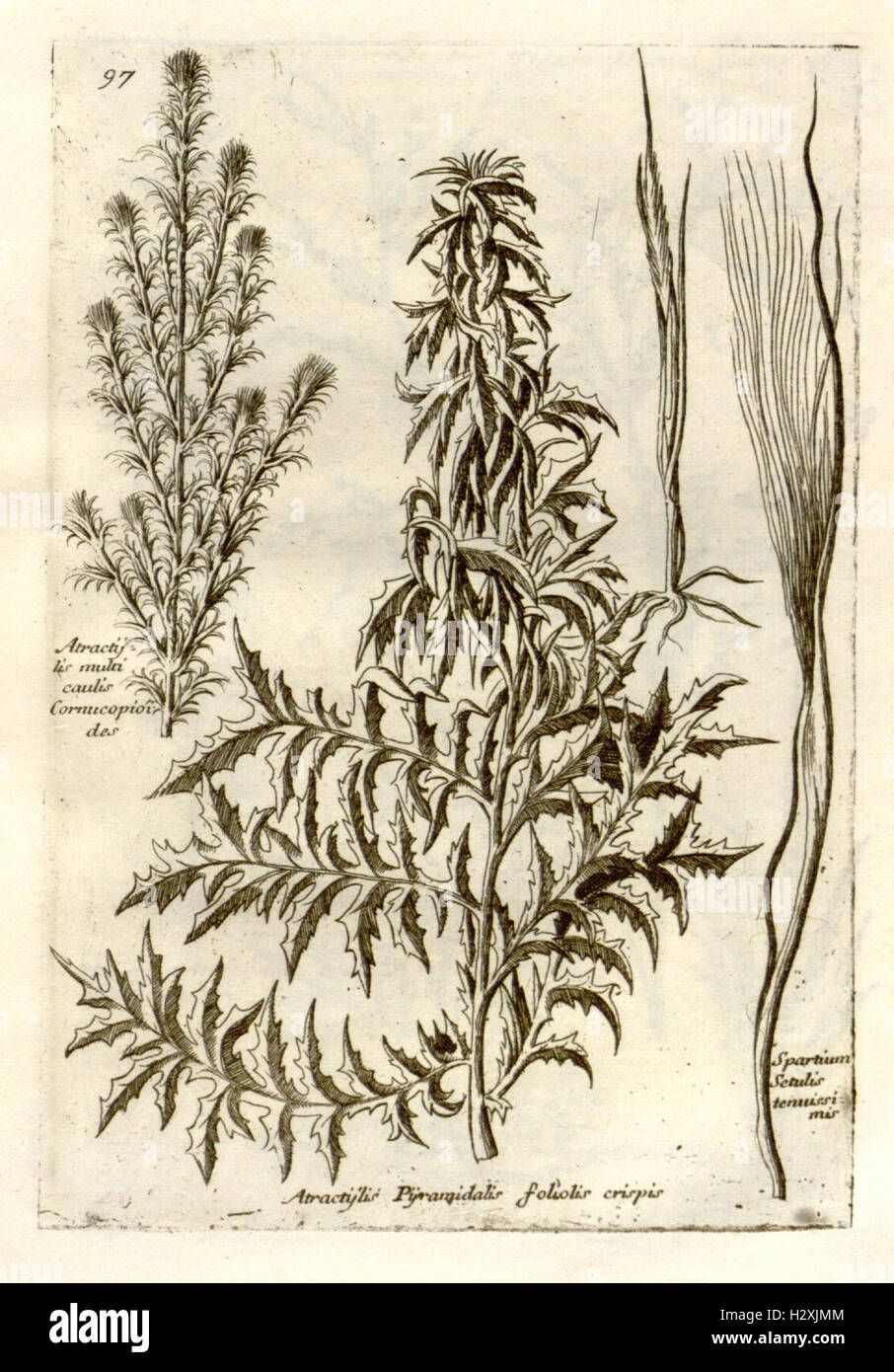 This work showcases rare plant species from various regions of Europe ...