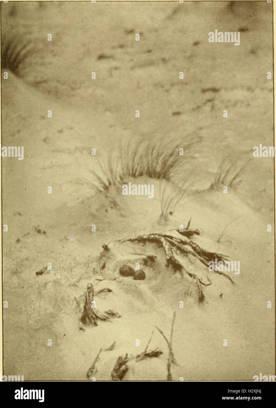 Mutton birds hi-res stock photography and images - Alamy