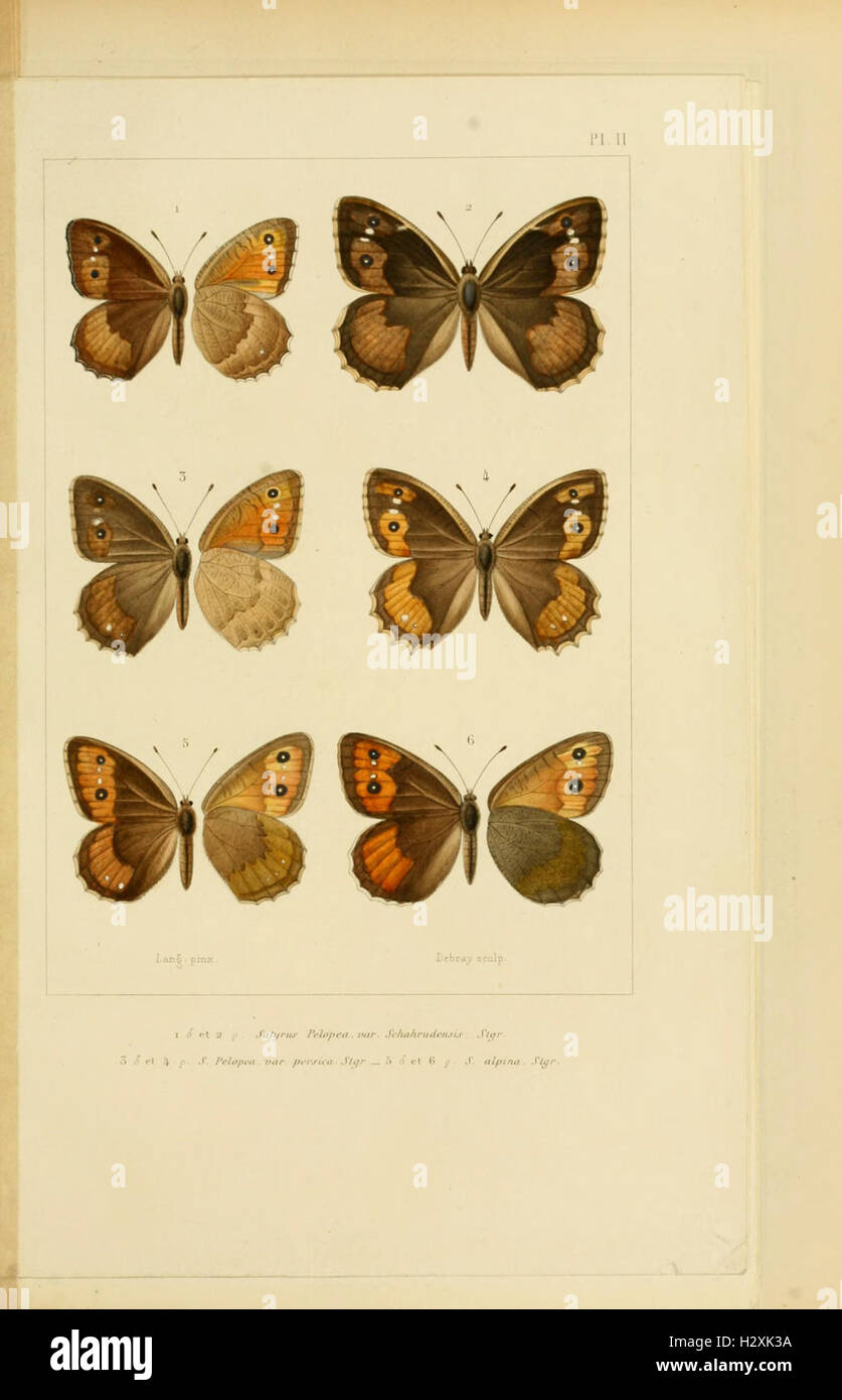 A memoir on Lepidoptera, detailing species identification, morphology ...
