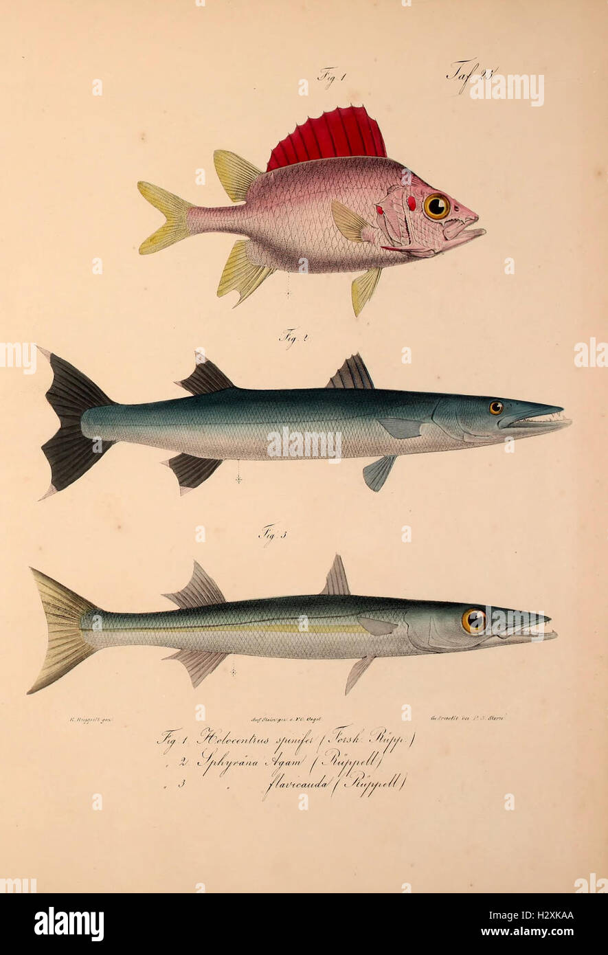 This work presents new vertebrate species from the Abyssinia region ...