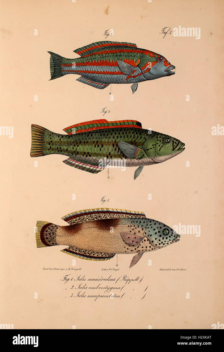 This work expands the known vertebrate fauna of Abyssinia, presenting ...
