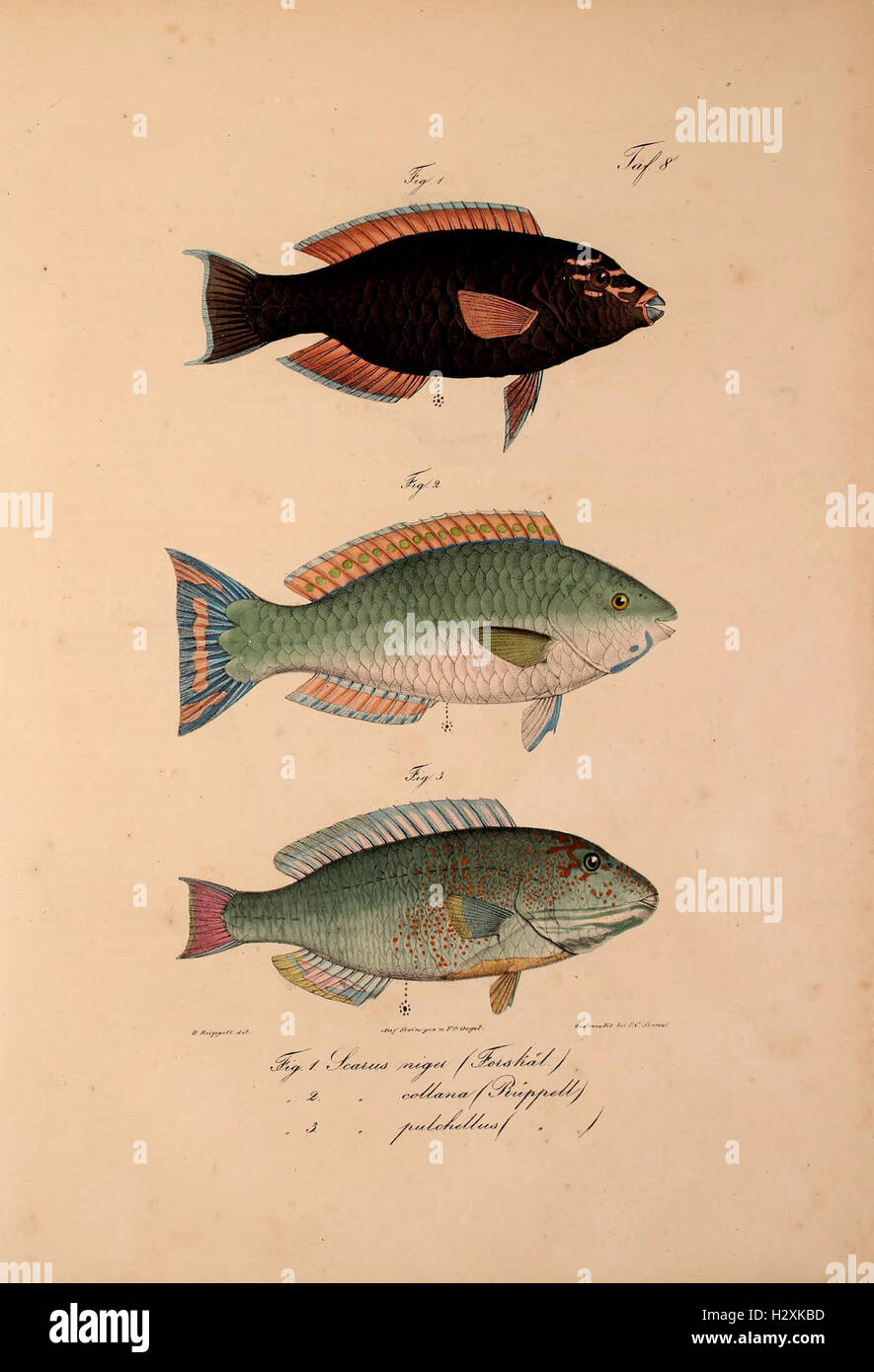 This work presents new vertebrate species from Abyssinia (modern-day ...