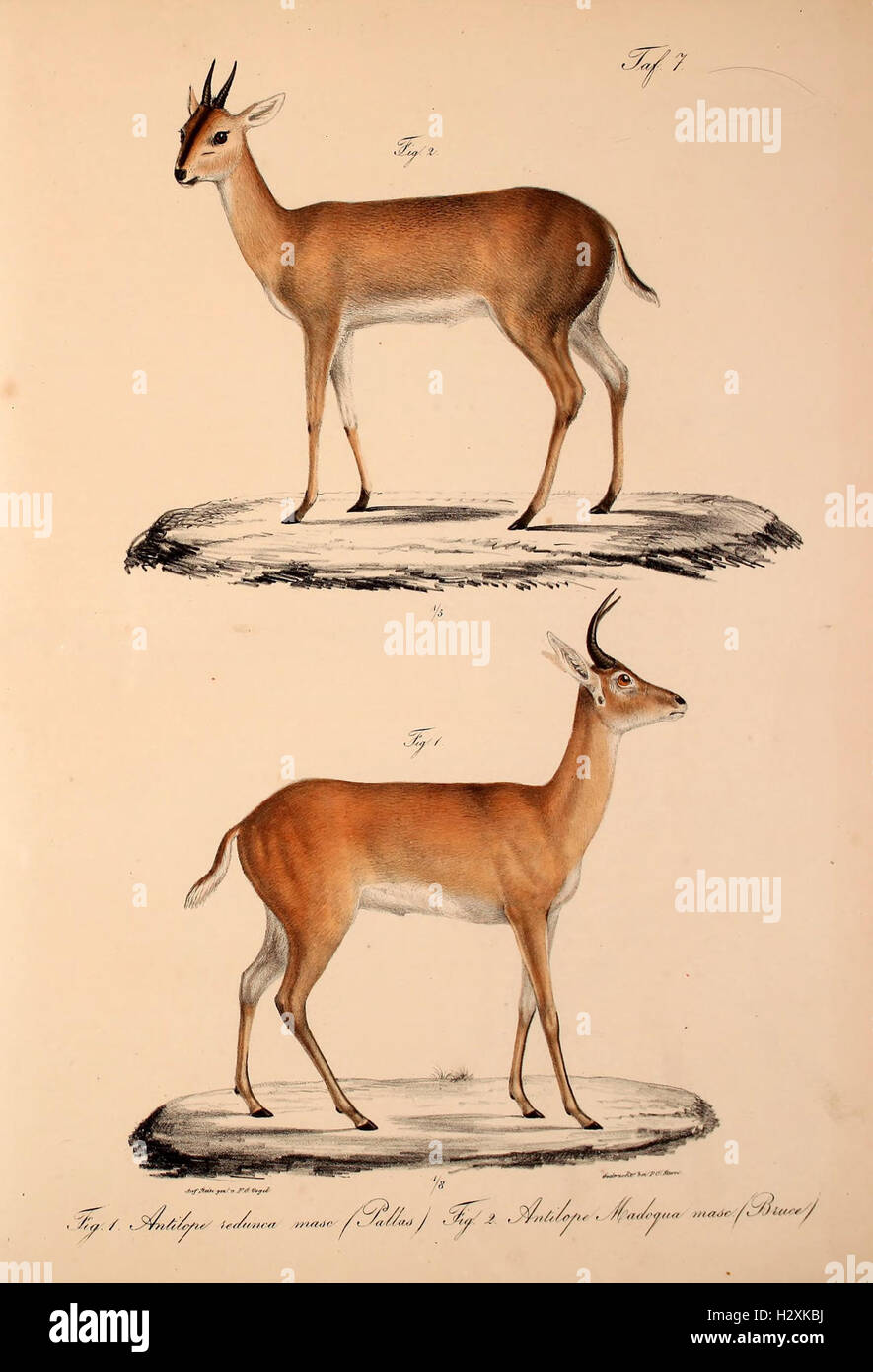 This work adds new vertebrate species to the fauna of Abyssinia (modern ...