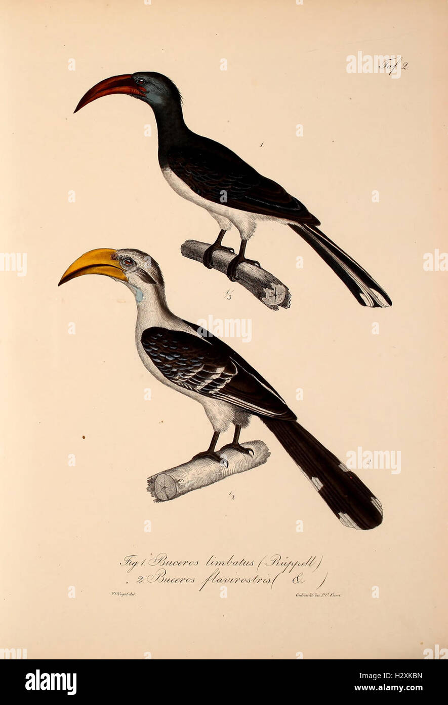 This work introduces new vertebrate species from Abyssinia (modern-day ...