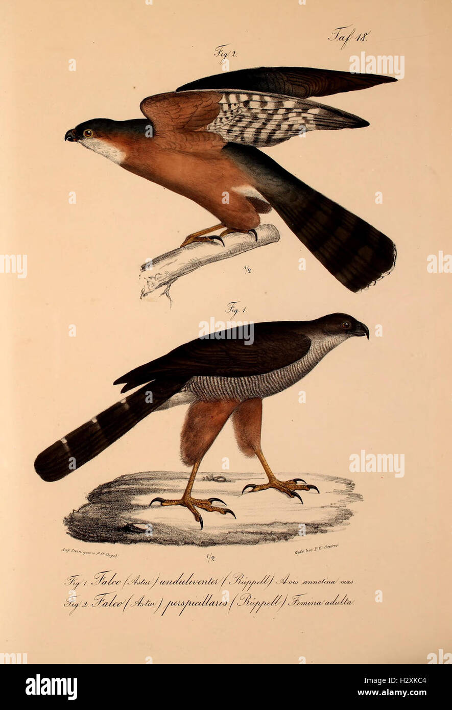 This work explores newly discovered vertebrate species in Abyssinia ...