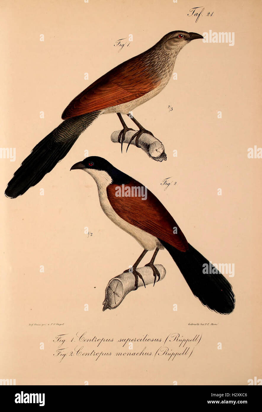 This work describes new vertebrate species discovered in Abyssinia ...