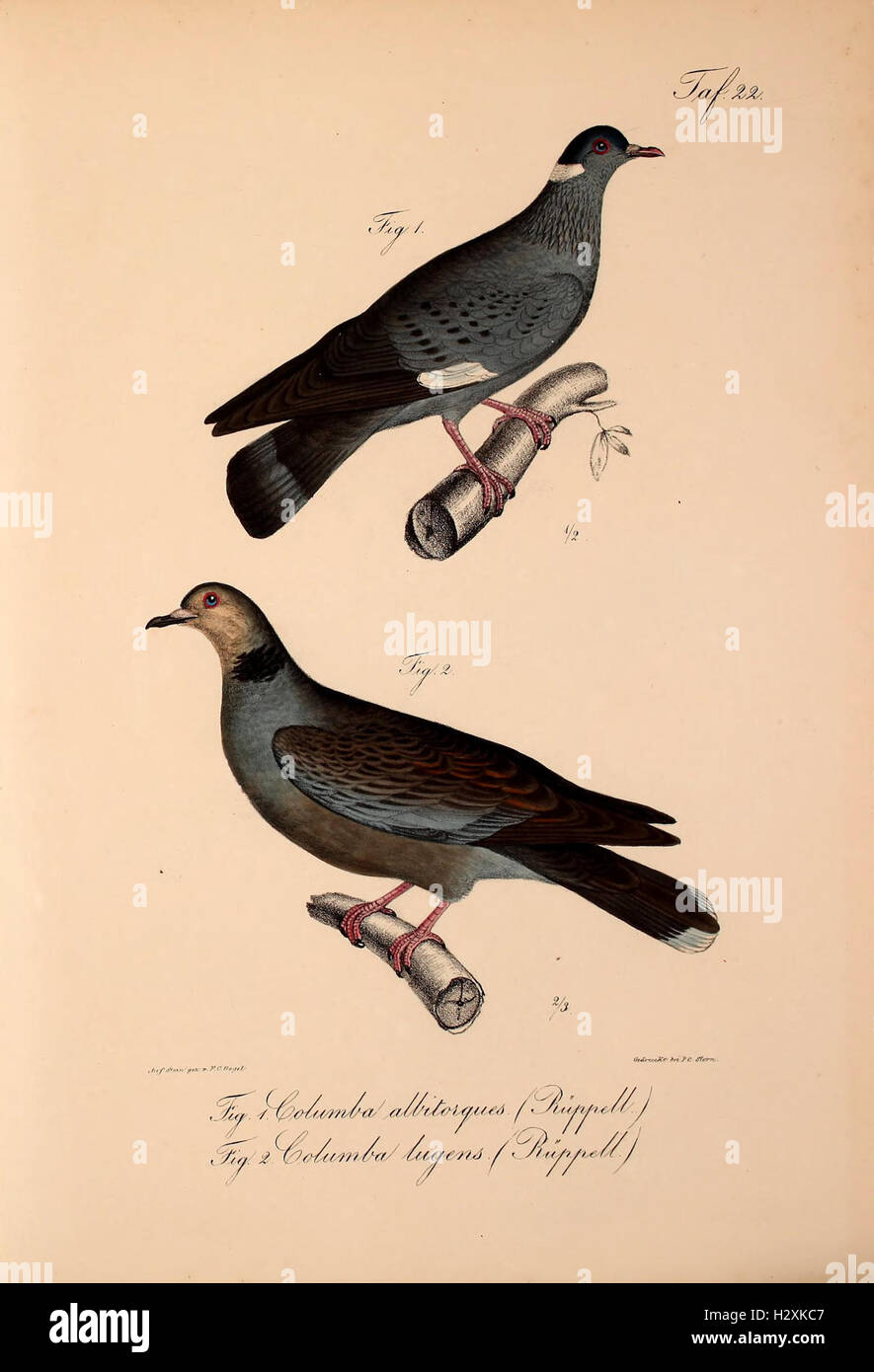 This work discusses newly identified vertebrate species from Abyssinia ...