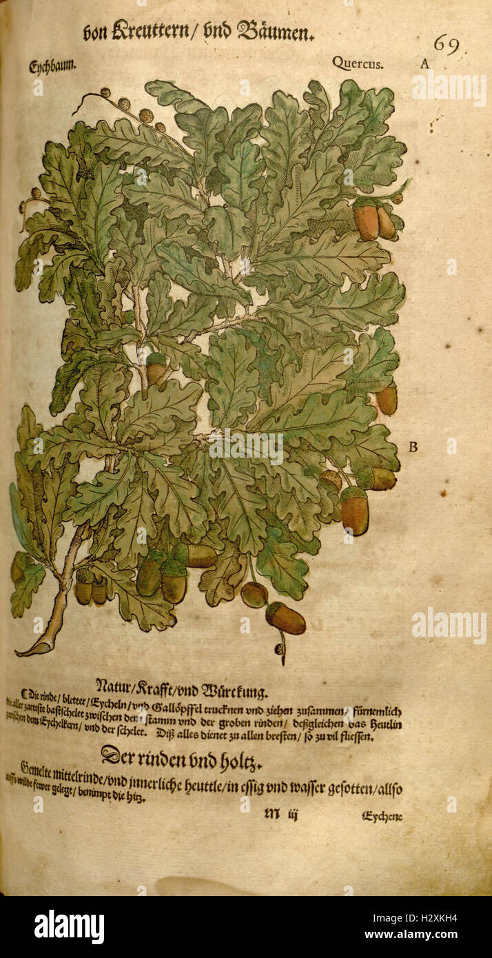A comprehensive German botanical reference work, detailing plants and ...