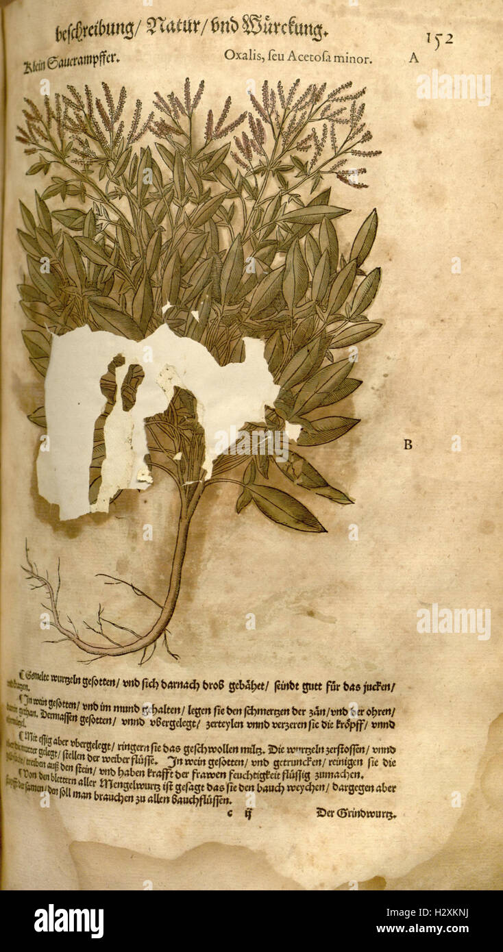 An updated edition of a botanical reference work, presenting new ...