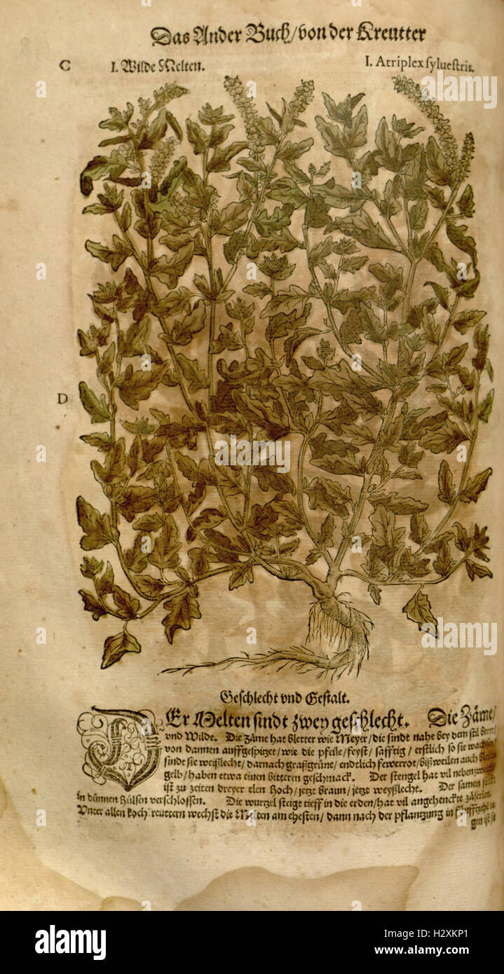 This herb book provides a detailed guide to various plants, their uses ...