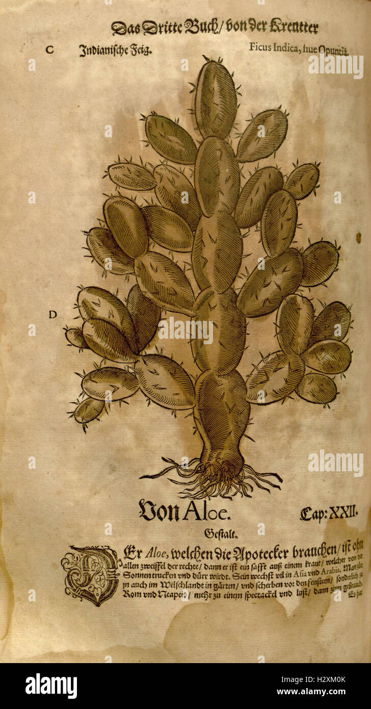 A comprehensive book on plants, detailing new species and their ...