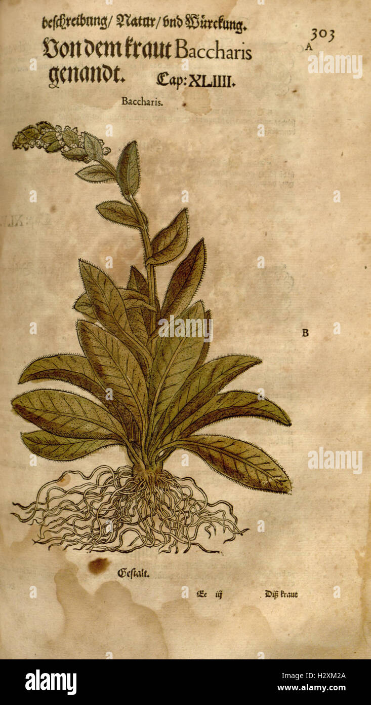 A botanical book detailing new knowledge on plant species and their ...