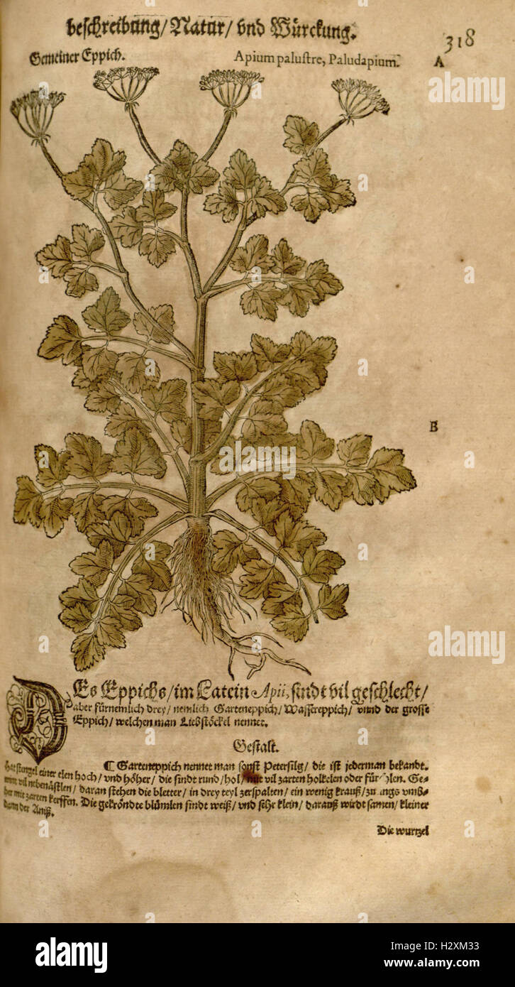 A botanical reference work documenting newly discovered plant species ...