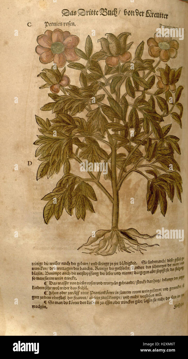 An updated version of a botanical guide, describing the latest findings ...